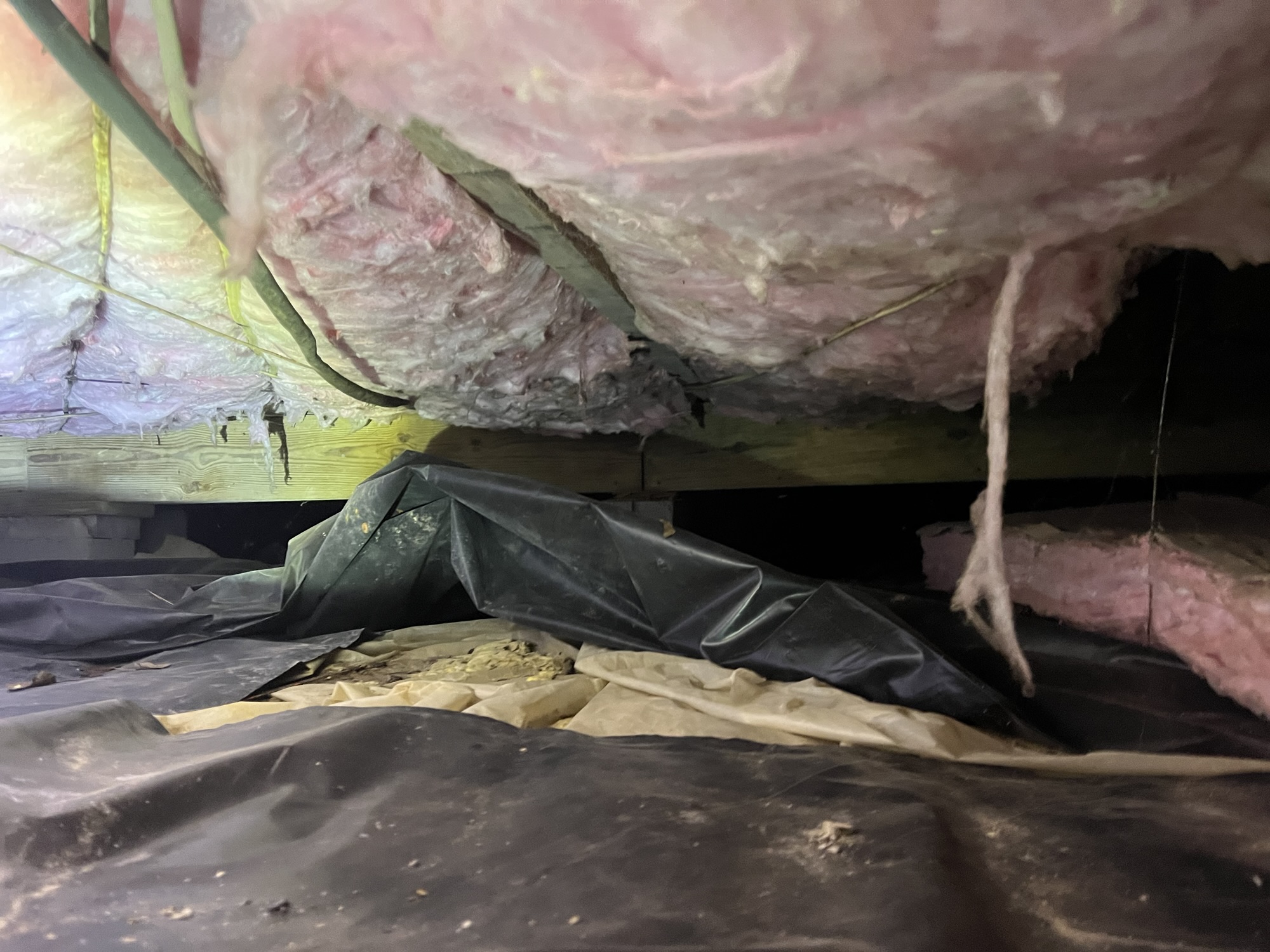 Crawlspace Insulation Issues: Pests, Moisture & Fungus in Virginia ...
